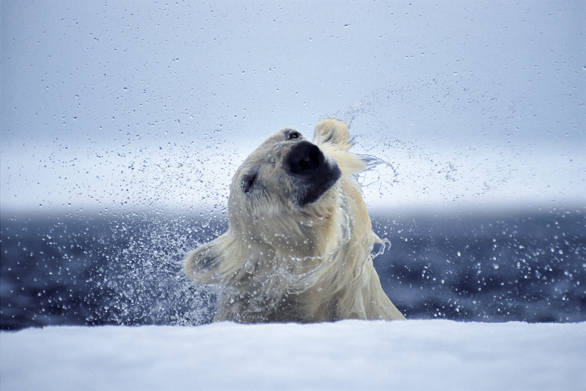 Emerging – Paul Nicklen