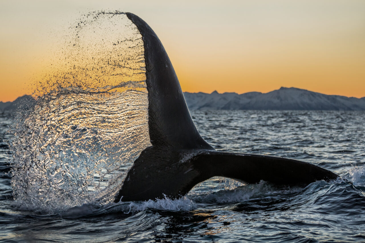 Stunning Attack – Paul Nicklen
