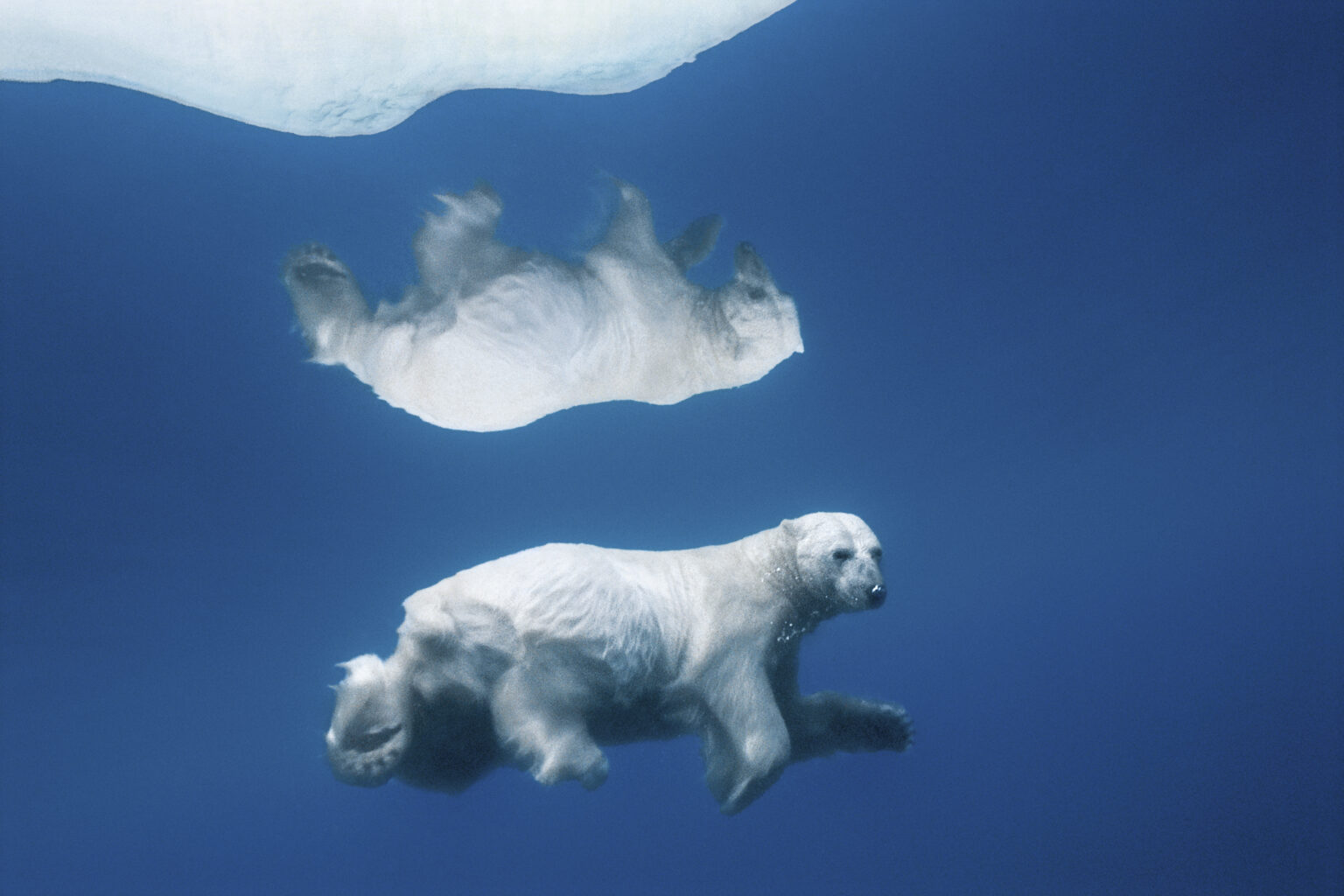 Paul Nicklen – Photography