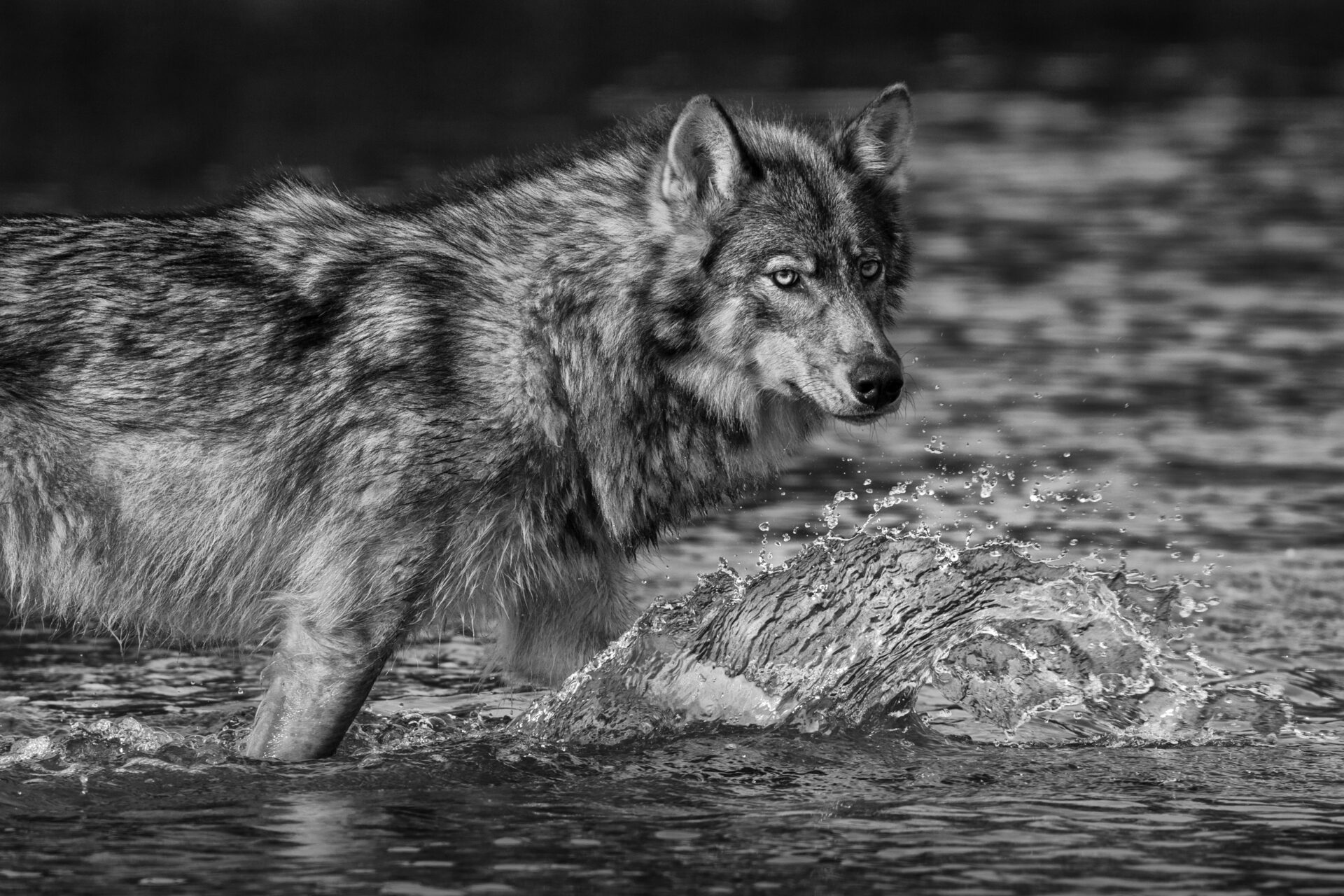 Sea Wolf of the Great Bear – Paul Nicklen
