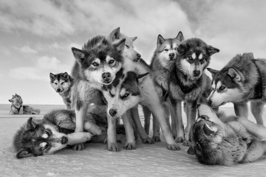Husky Huddle – Paul Nicklen
