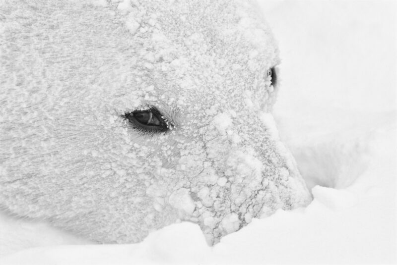 Icy Stare – Paul Nicklen