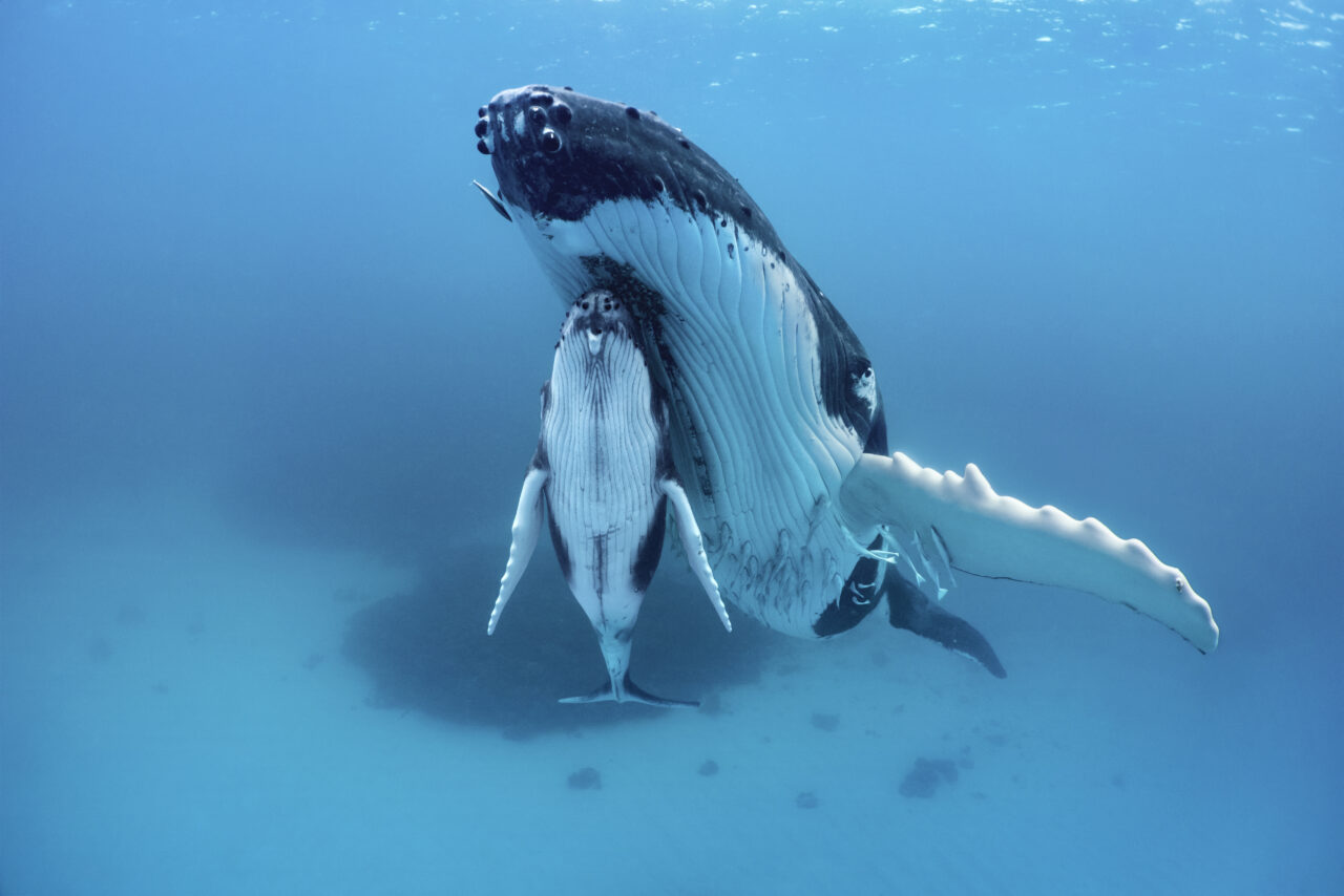 Paul Nicklen – Photography