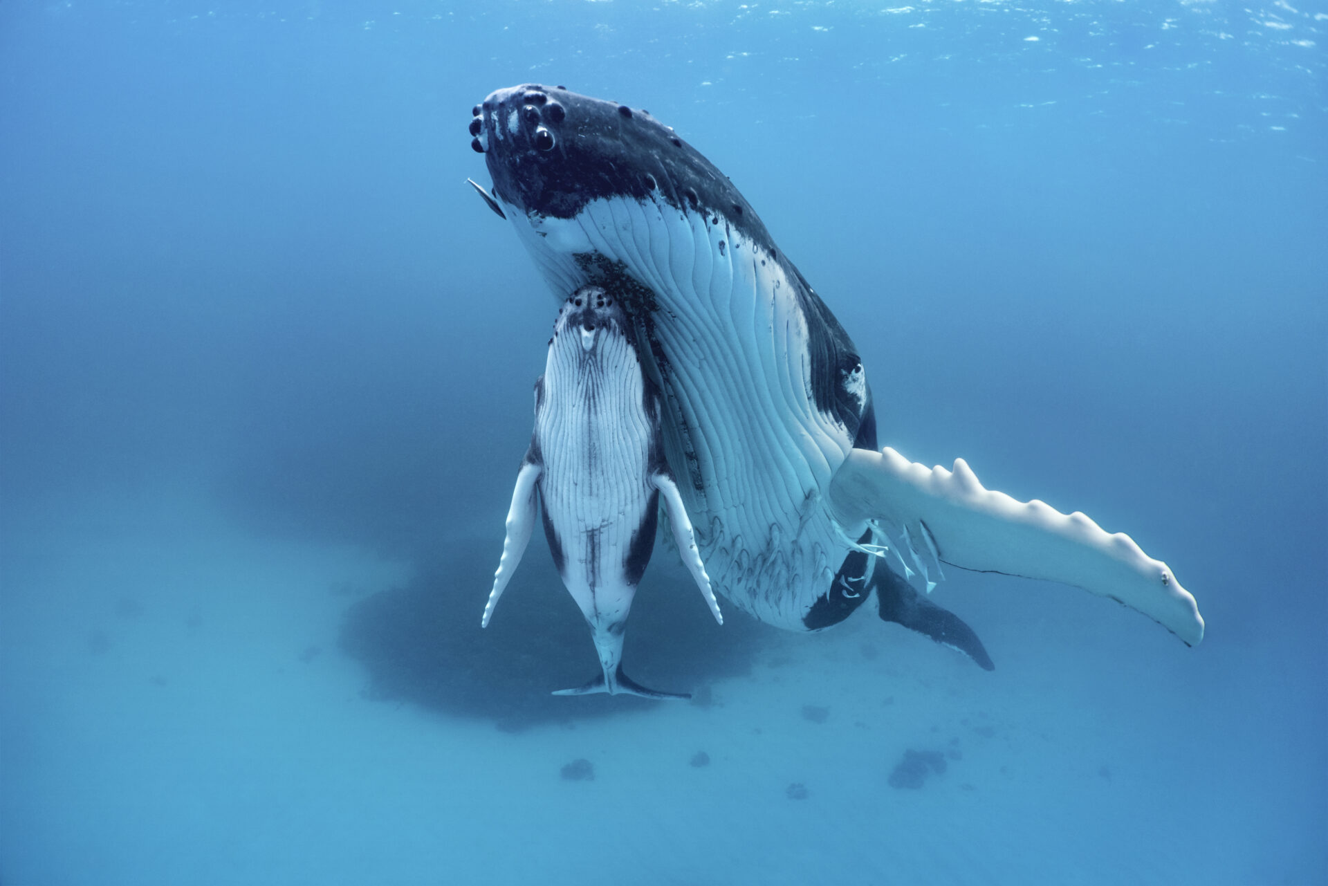 Paul Nicklen – Photography