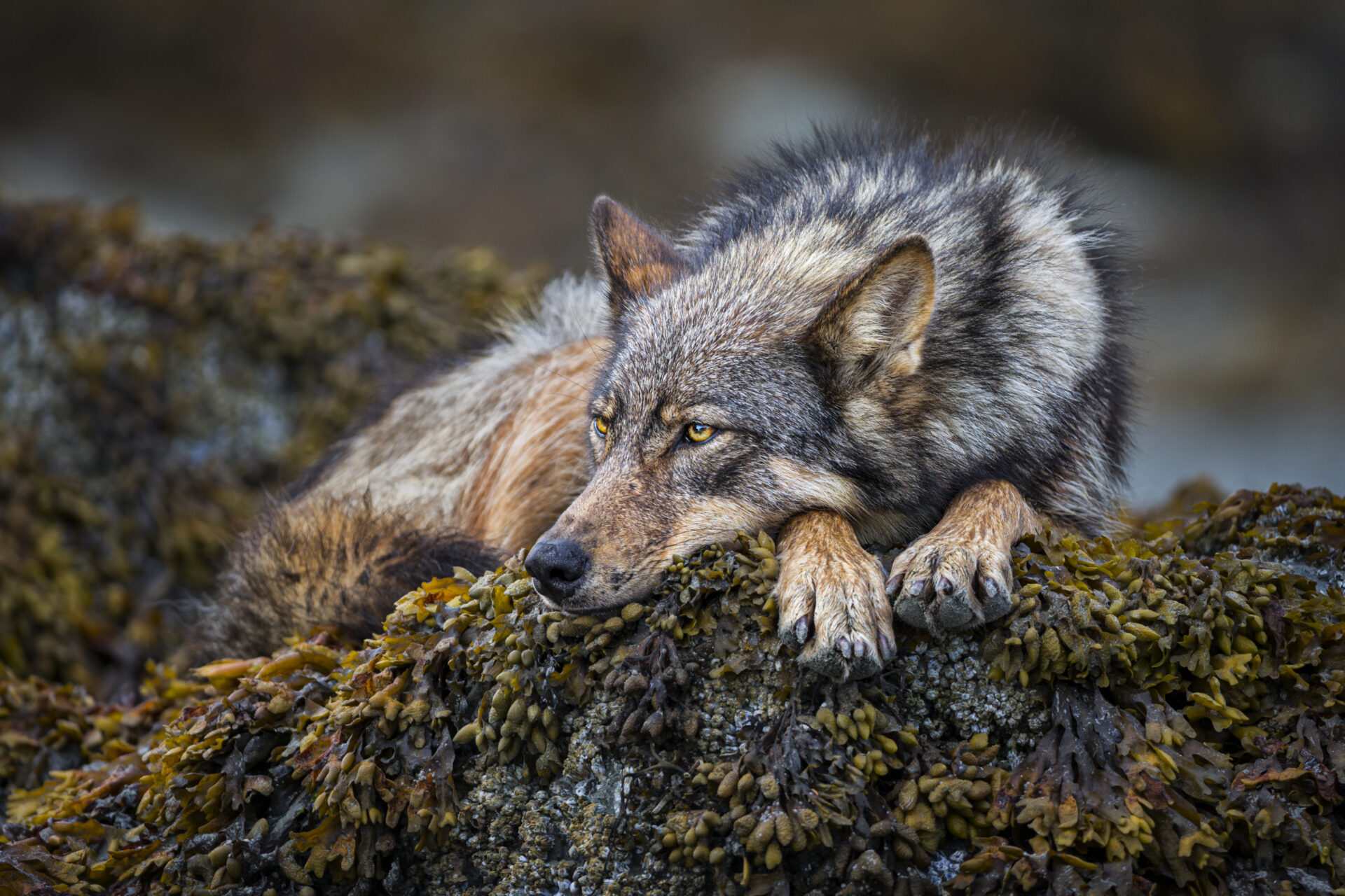 Recasting the ‘The Big Bad Wolf’ – Paul Nicklen