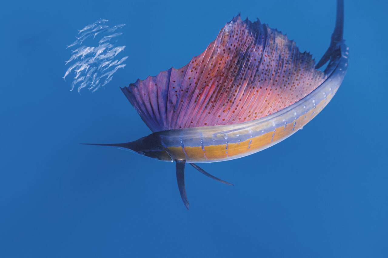 Shimmering Sail - Paul Nicklen