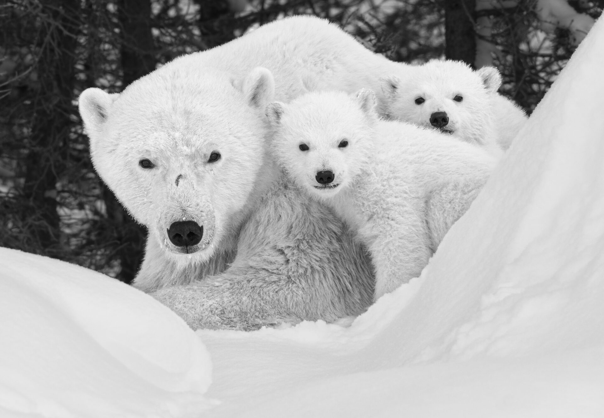 Most Popular – Paul Nicklen