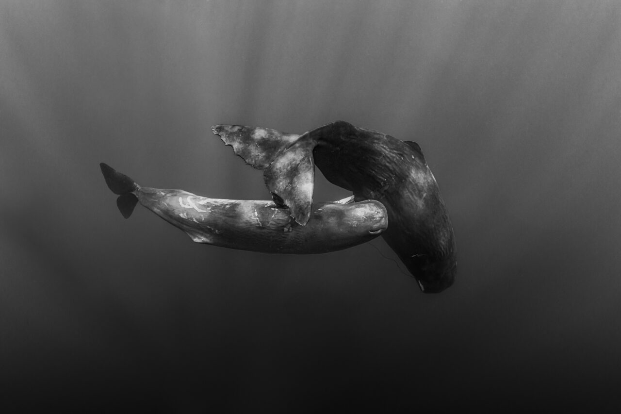 Whales and Dolphins – Paul Nicklen