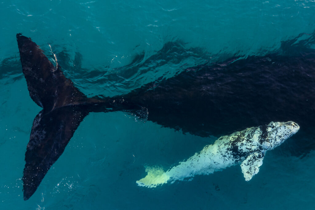 Fine Art – Paul Nicklen