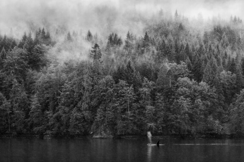 Fine Art – Paul Nicklen