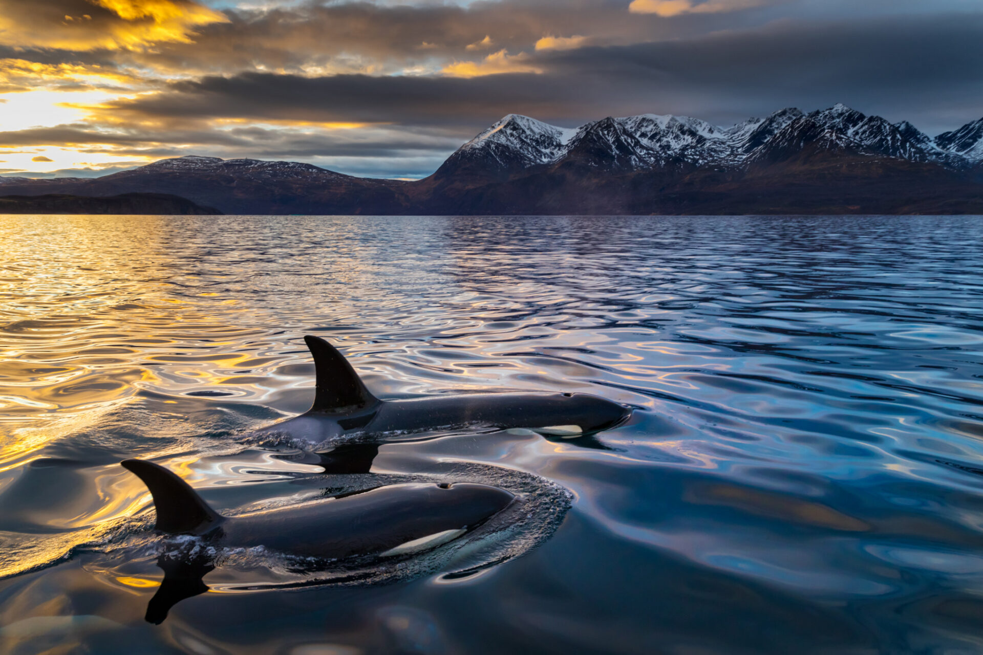 Fine Art – Paul Nicklen